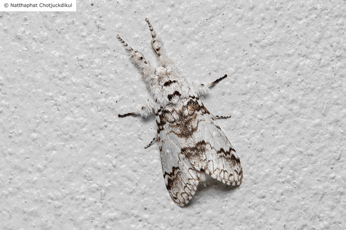 Section Calliteara varia · iNaturalist