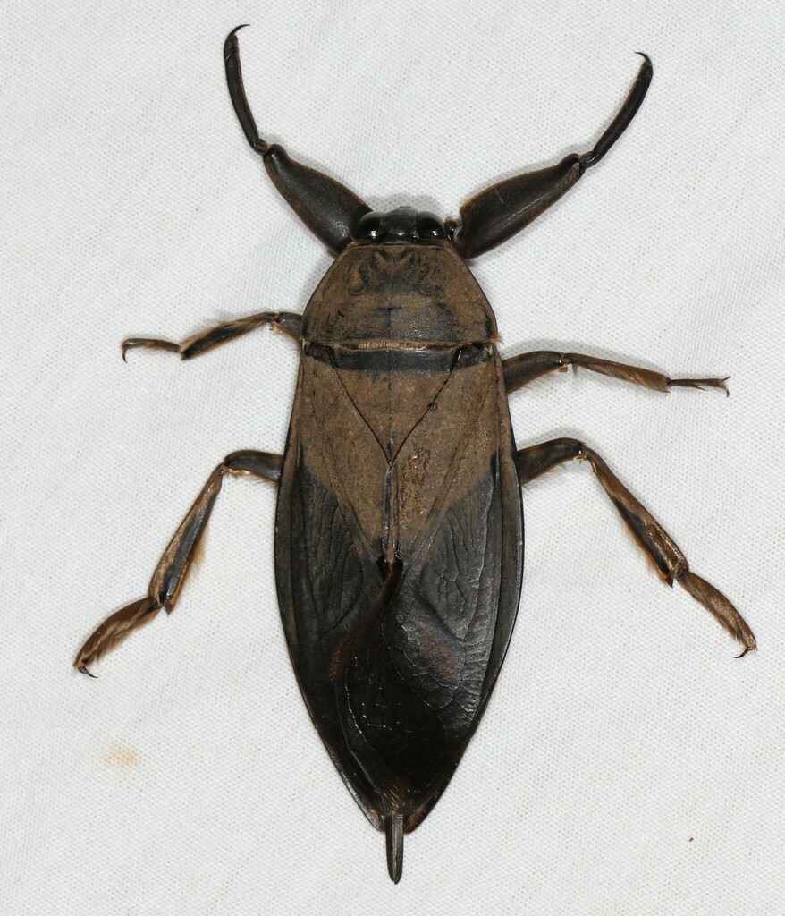 American Giant Water Bug from Kent County, MD, USA on August 13, 2022 ...