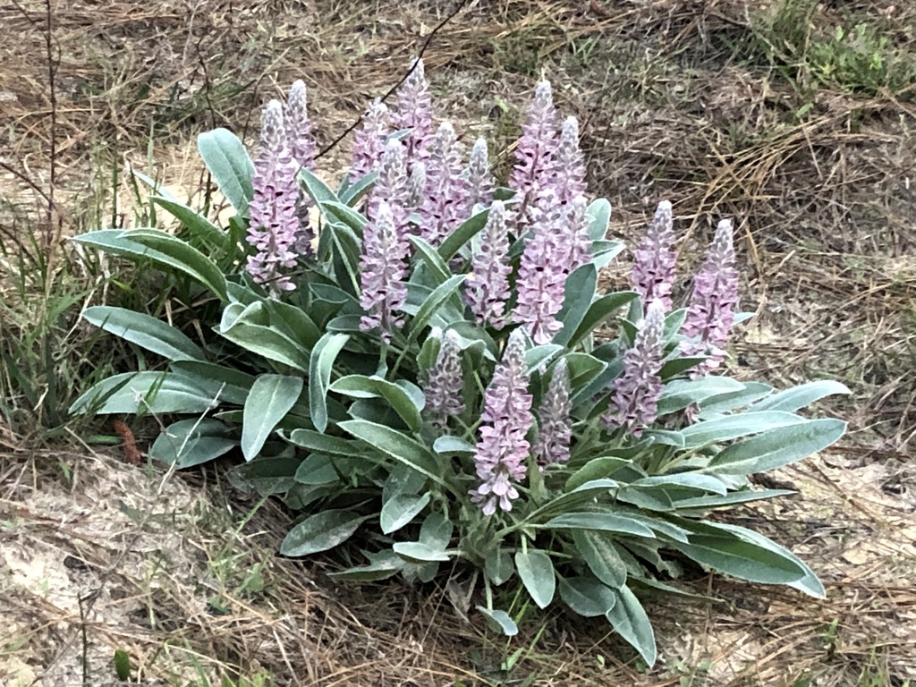 Lady Lupine from Lee, FL, US on March 28, 2022 at 08:49 PM by Sue ...