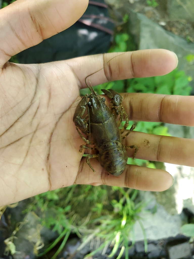 Rusty Crayfish from Clifton Heights on August 15, 2022 at 05:32 PM by ...