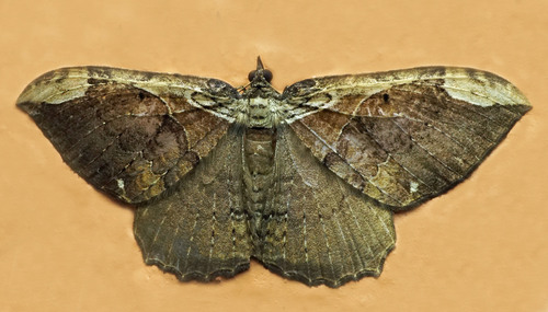 Triphosa gavara · iNaturalist