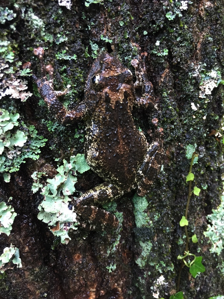 Kajika Frog from 12, Kumakogen-Cho, Kamiukena-Gun, Ehime, JP on July 30 ...
