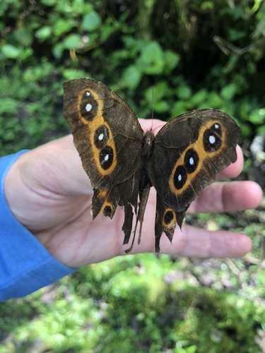 Antirrhea phasiana · iNaturalist Ecuador