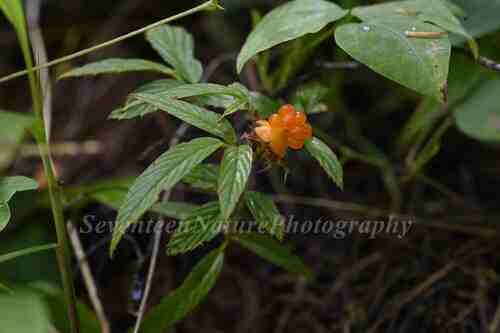 Rubus delavayi · iNaturalist