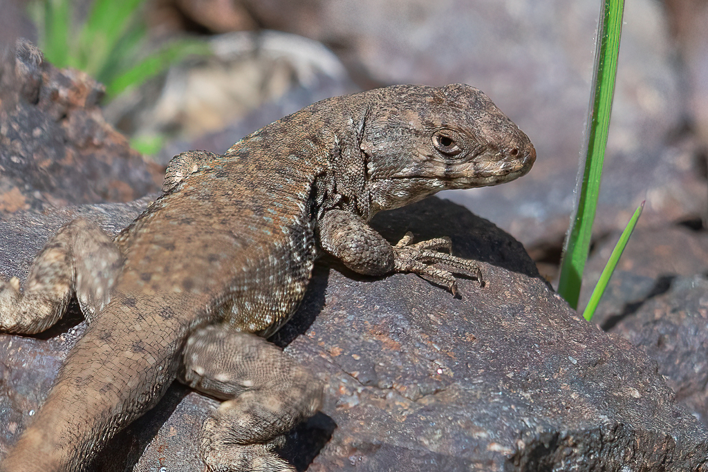 San Francisco River Smooth-throated Lizard from Santiago, Región ...
