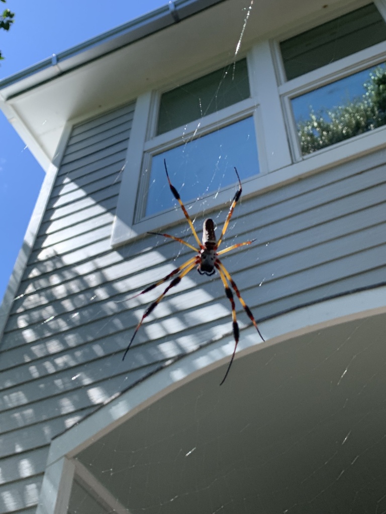 Golden Silk Spider from Federal Rd, Bald Head Island, NC, US on August ...