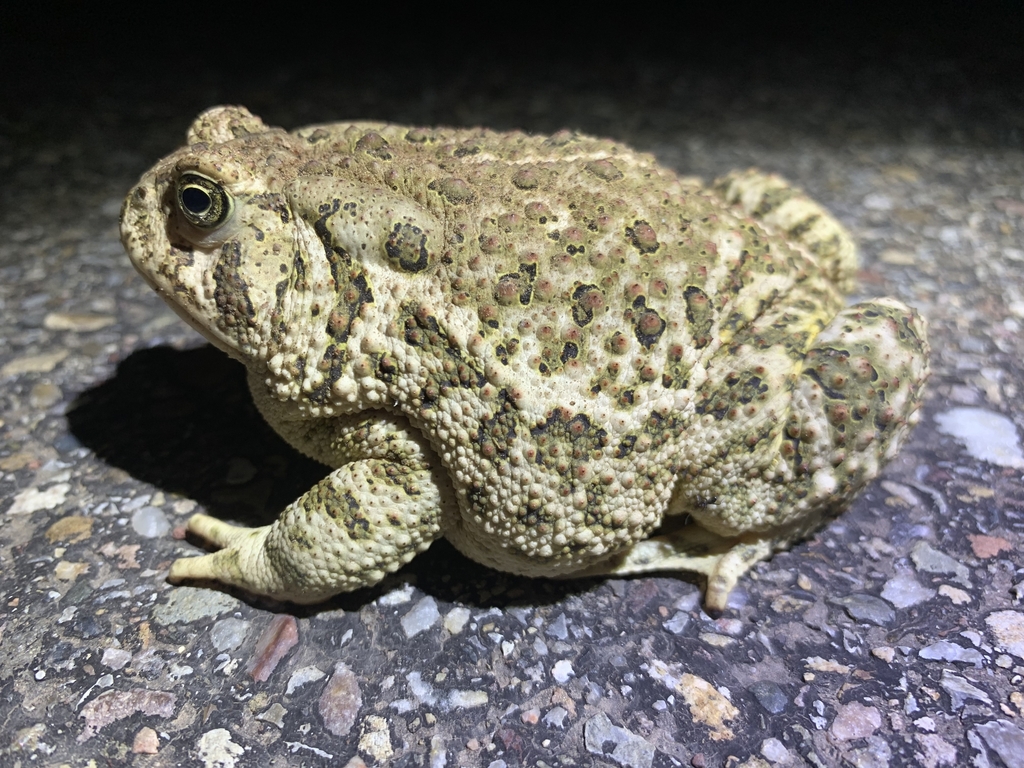 Great Plains Toad from Socorro County, NM, USA on July 06, 2022 at 11: ...
