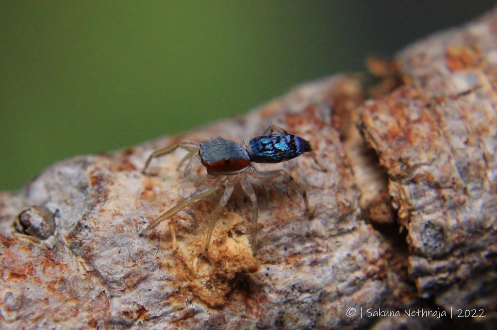 Chrysilla volupe in August 2022 by Sakuna Nethraja Gamage · iNaturalist