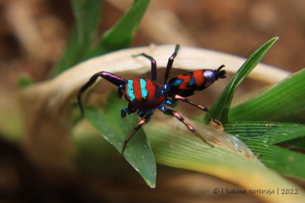 Chrysilla volupe in August 2022 by Sakuna Nethraja Gamage · iNaturalist