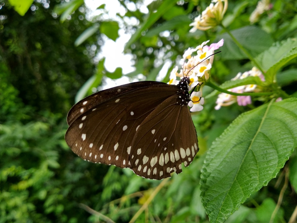 Common Crow Butterfly from West Bengal 722160, India on July 12, 2018 ...