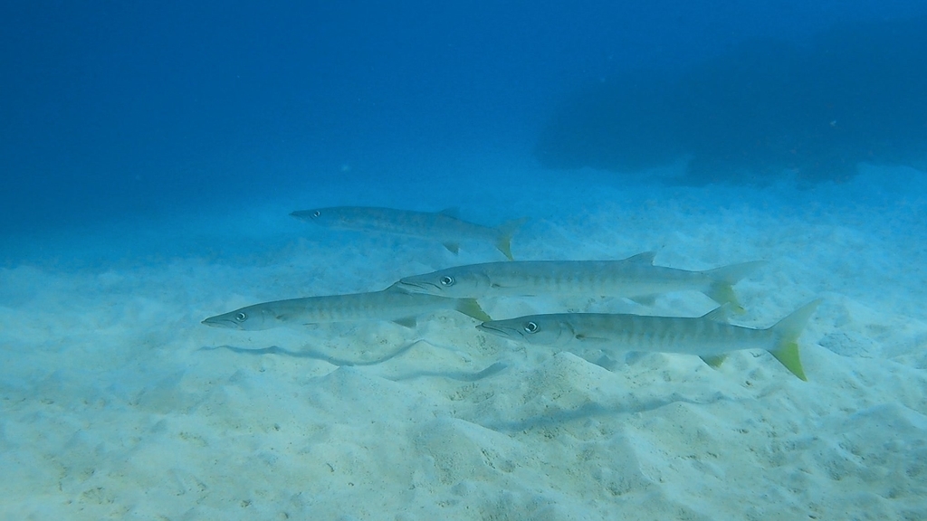 Pickhandle Barracuda from Douglas, QLD, Australia on August 16, 2022 at ...