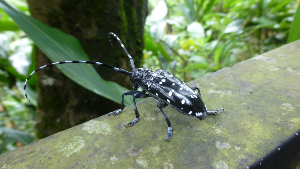 Citrus Longhorn Beetle from Hong Kong Island, The Peak, HK on May 23 ...