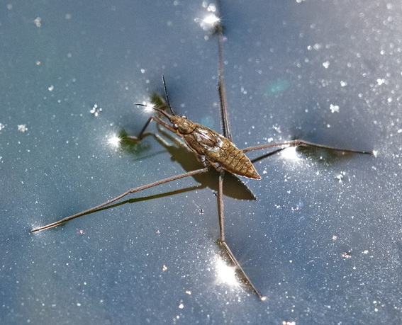 Common Water Strider from Victoria County, NS, Canada on August 01 ...