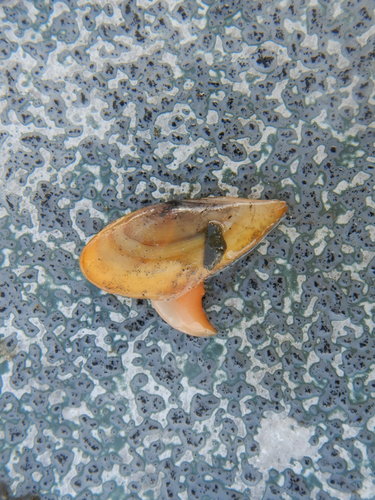 Oblique-lined Yoldia (Yoldia aeolica) · iNaturalist