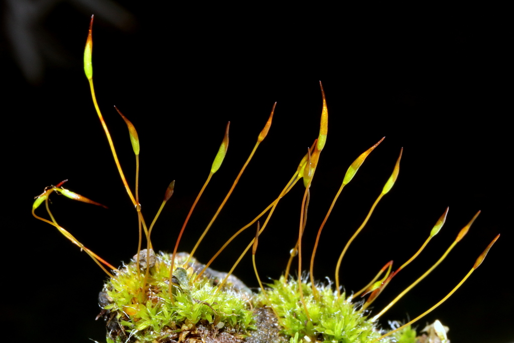 Tortula from Cautín, Araucanía, Chile on August 14, 2022 at 10:48 AM by ...