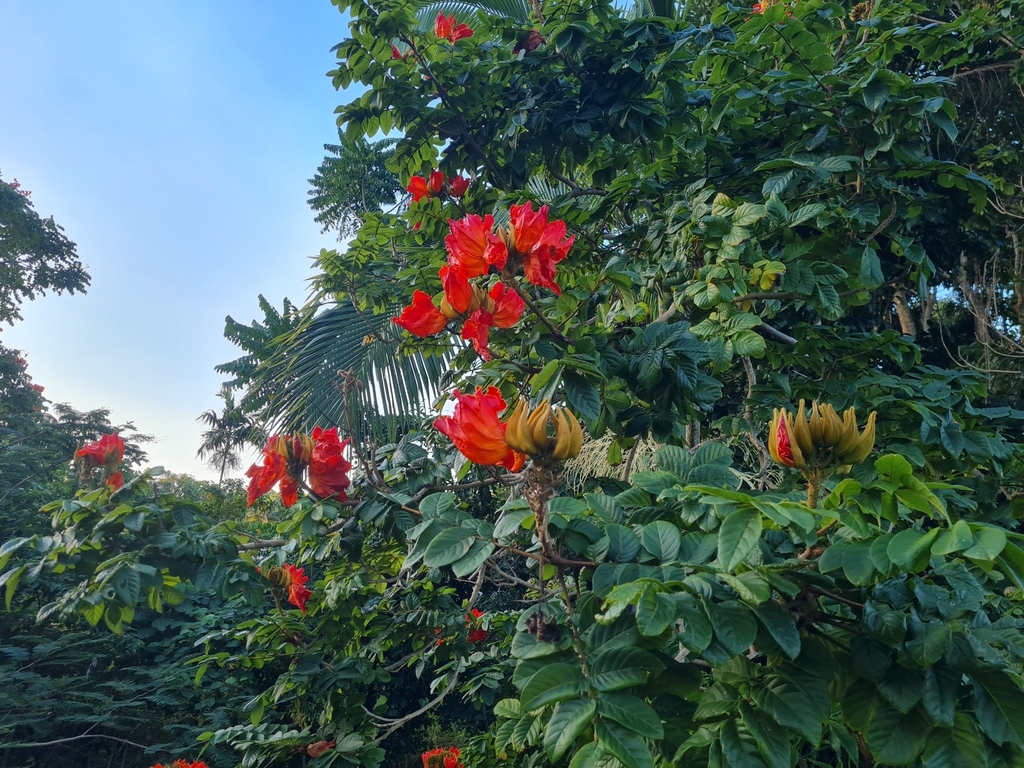 African tulip tree from Kanimbla QLD 4870, Australia on August 16, 2022 ...
