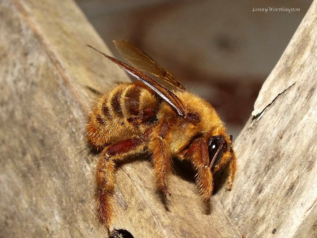 Xylocopa tranquebarica from Cheelong Chaiyaphum Thailand on December 06 ...