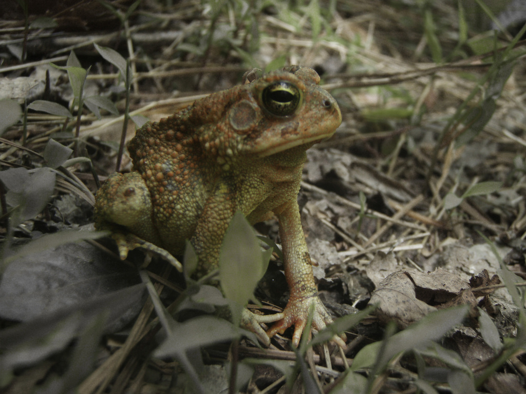 North American Toads from Raleigh, North Carolina, USA on April 13 ...