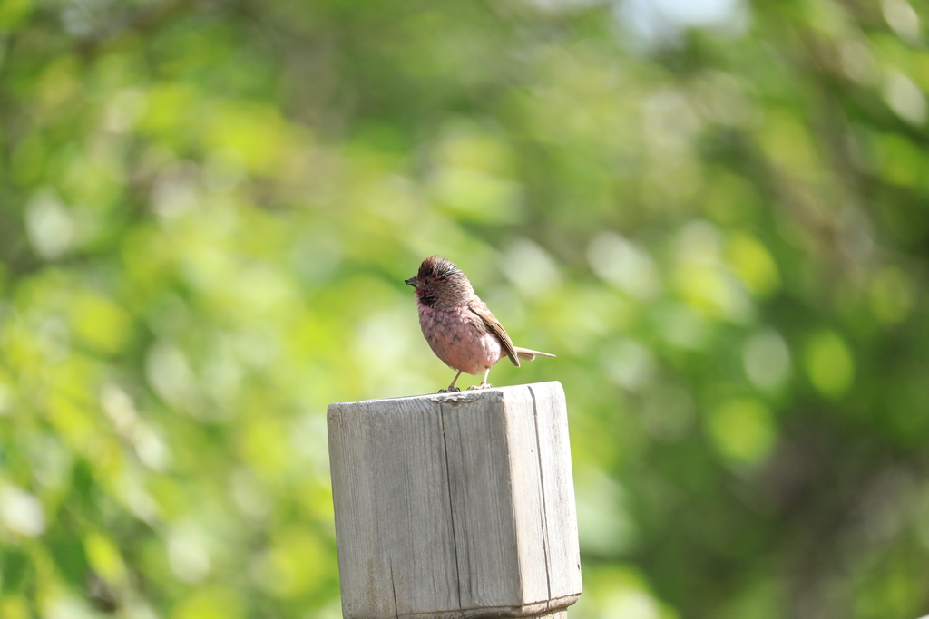 Chinese Beautiful Rosefinch from 东灵山 on June 20, 2021 at 08:19 AM by ...