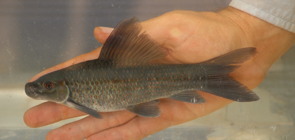 African carp from Mako, Senegal on March 27, 2017 at 02:36 PM by ...