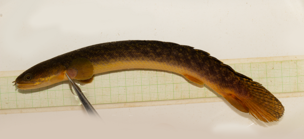 Shortfin Bichir from Port Loko, Sierra Leone on July 30, 2021 at 03:17 ...