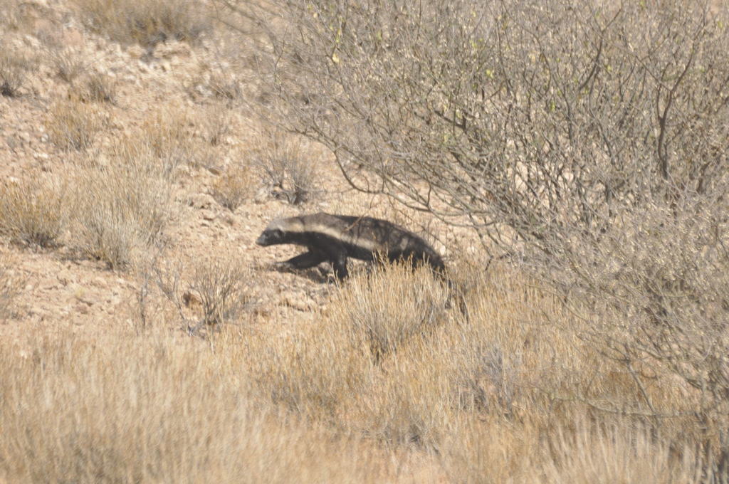 Ratel from Kgalagadi Transfrontier Park, ZA-NC-SY, ZA-NC, ZA on ...