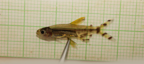 Adonis Tetra (Lepidarchus adonis) · iNaturalist