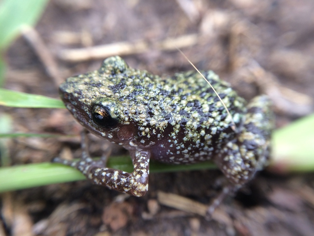 Spotted Chirping Frog from El Sol, Querétaro, Querétaro, MX on August ...