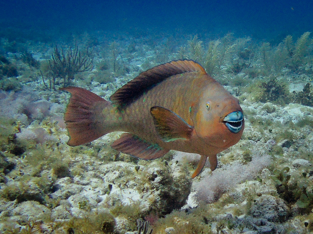 Rainbow Parrotfish in August 2015 by Christian Amador Da Silva ...
