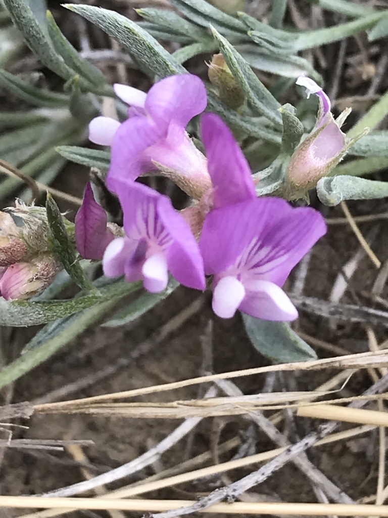 Tufted Milkvetch from Lethbridge County, AB, CA on May 11, 2021 at 05: ...