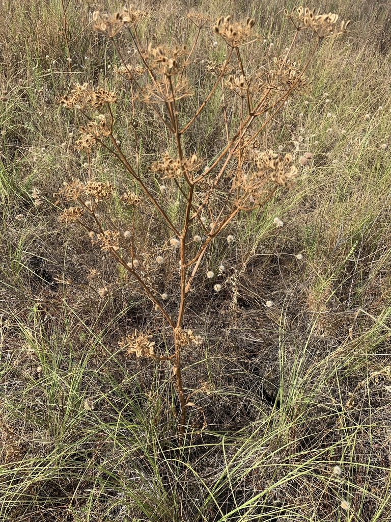 Texas Prairie Parsley from Frisco, TX, US on August 16, 2022 at 09:54 ...