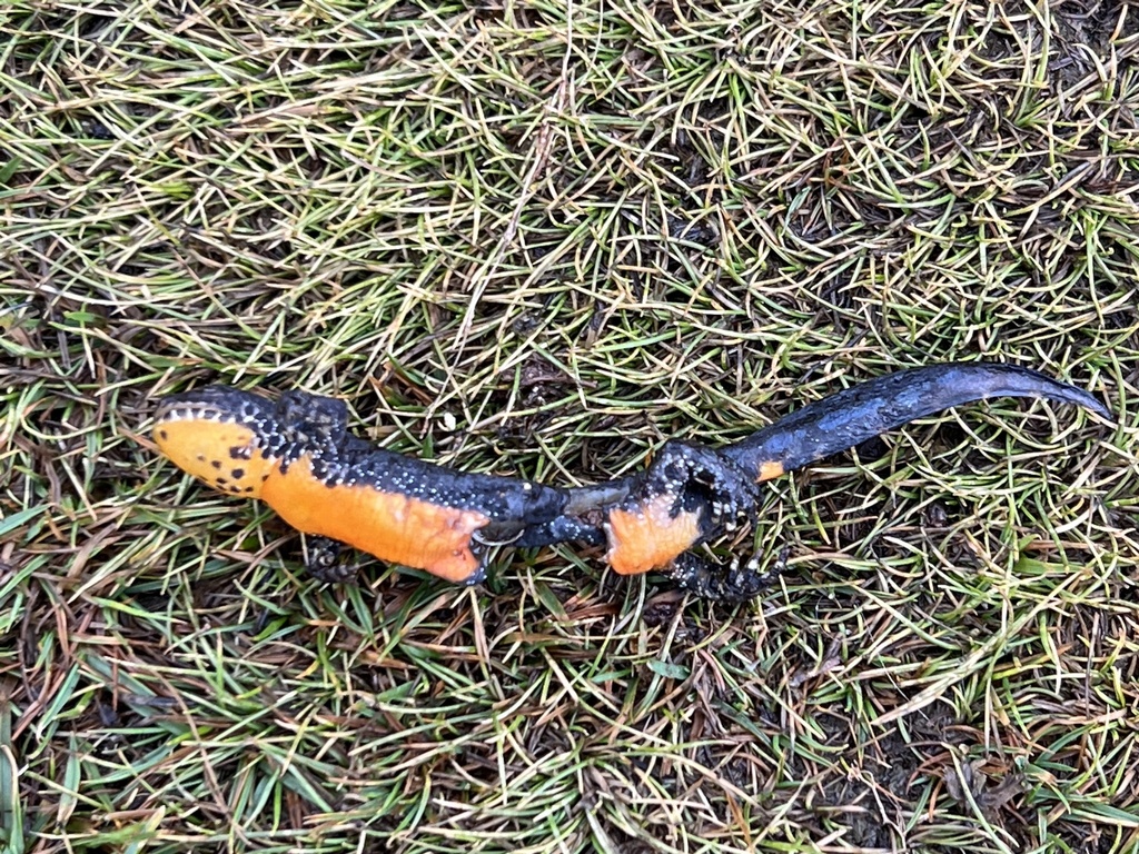 Alpine Newt from Braid Hills Golf Centre, Edinburgh, Scotland, GB on ...