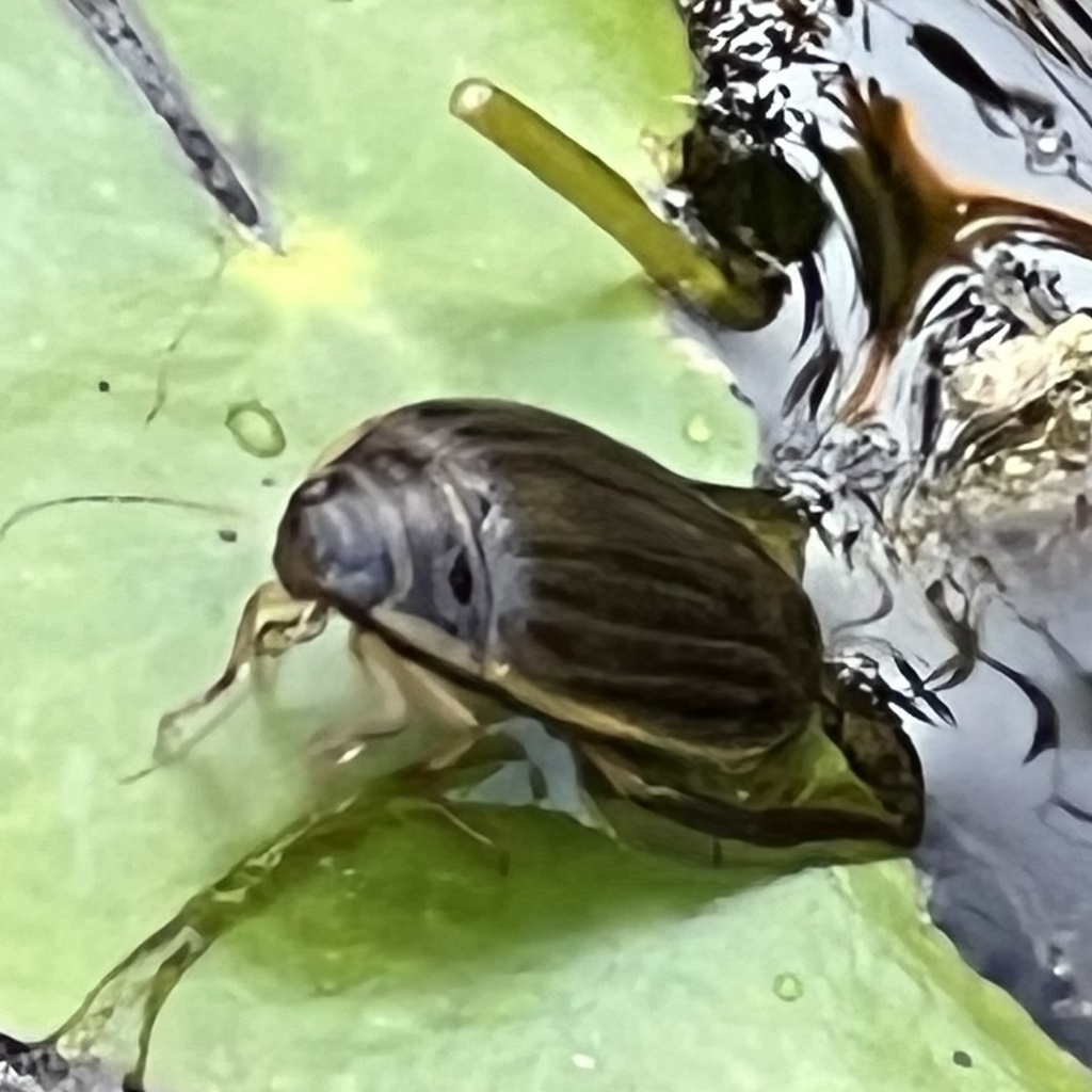 Lesser Diving-beetle from Bornholm, Hasle, Region Hovedstaden, DK on ...