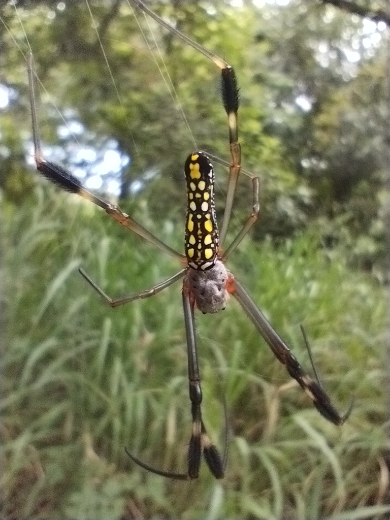 Golden Silk Spider from jutiapa aldea cerro gordo km 114.5 c.a 1 ...
