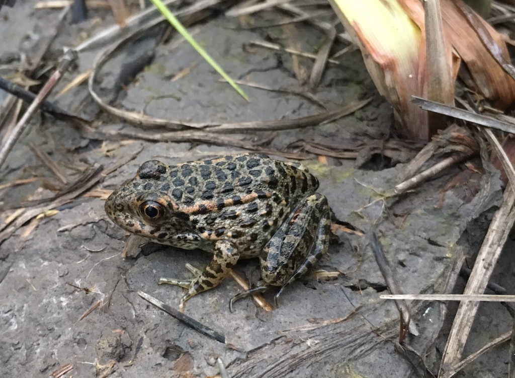 Dusky Gopher Frog in June 2018 by adedrickson. DGF is really Rana sevosa! · iNaturalist