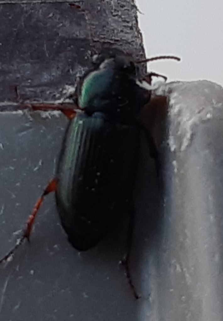 Harpalus from 85100 Les Sables-d'Olonne, France on August 16, 2022 at ...