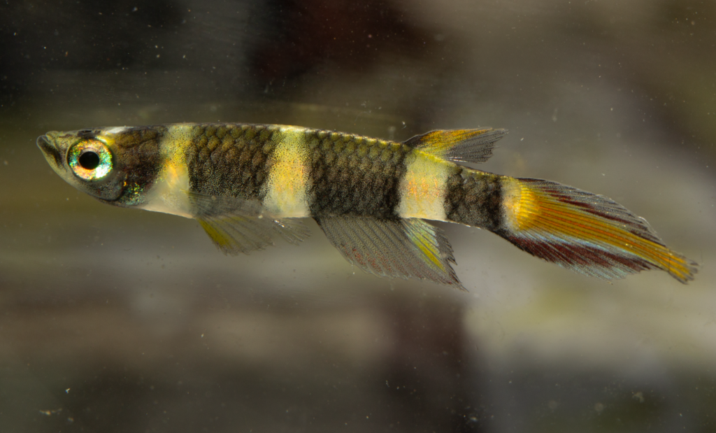 Banded Panchax from Bonthe, Sierra Leone on July 16, 2021 at 08:38 PM ...