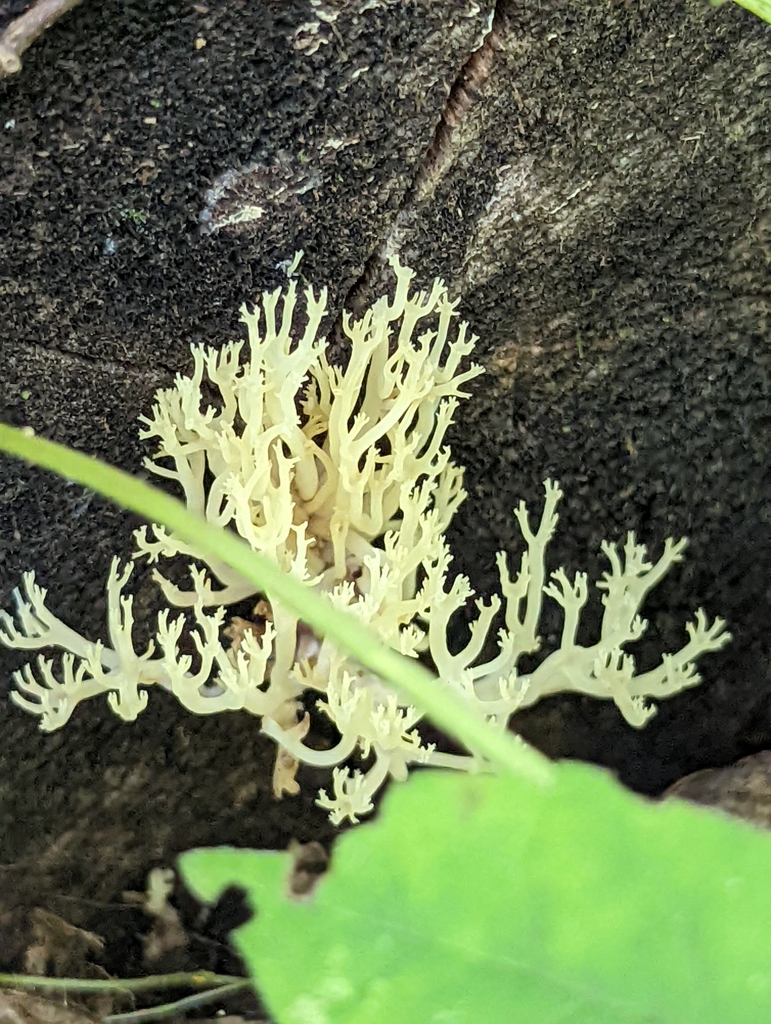 crown-tipped coral fungus from Harpers Ferry, IA 52146, USA on August ...