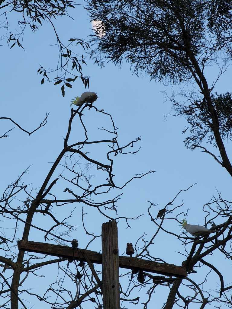 Sulphur-crested Cockatoo from Mosman NSW 2088, Australia on August 17 ...
