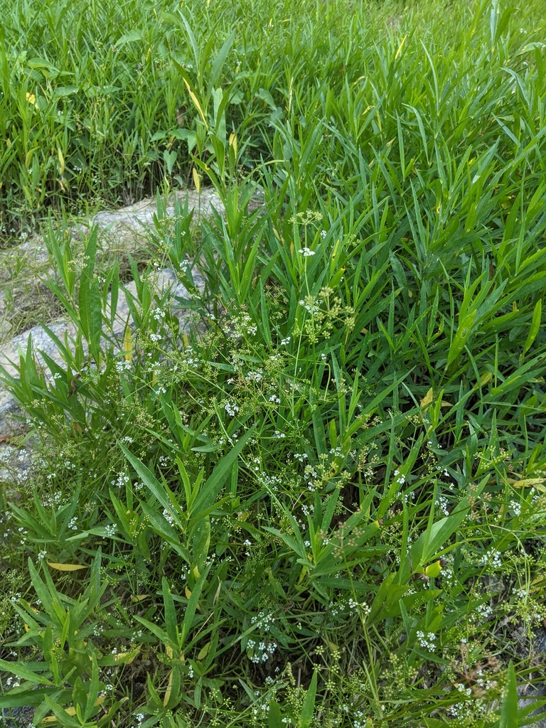 harperella in August 2022 by Clara Thiel · iNaturalist