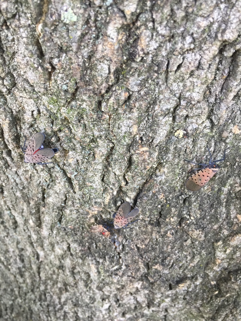 Spotted Lanternfly from Central Park, New York, NY, US on August 16 ...