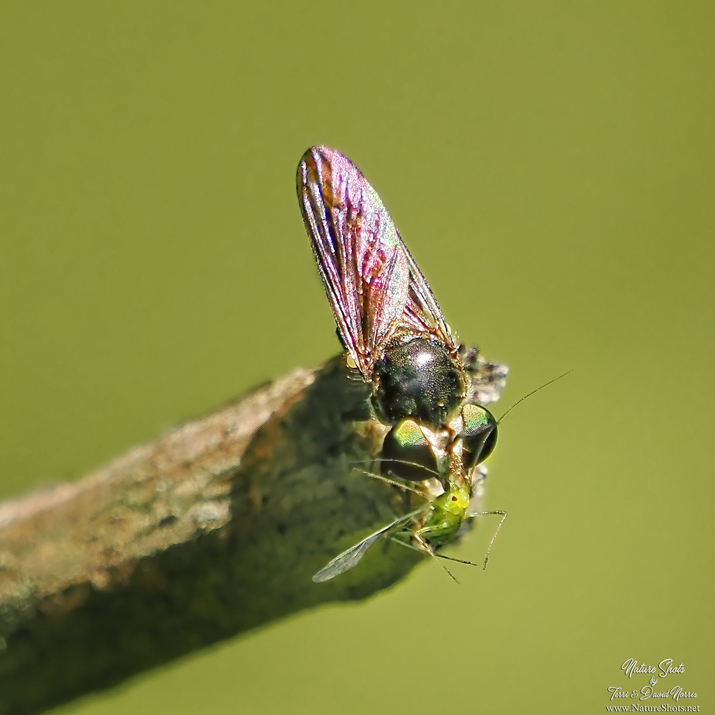 Cerotainia macrocera from Springfield, OH, USA on August 16, 2022 at 12 ...