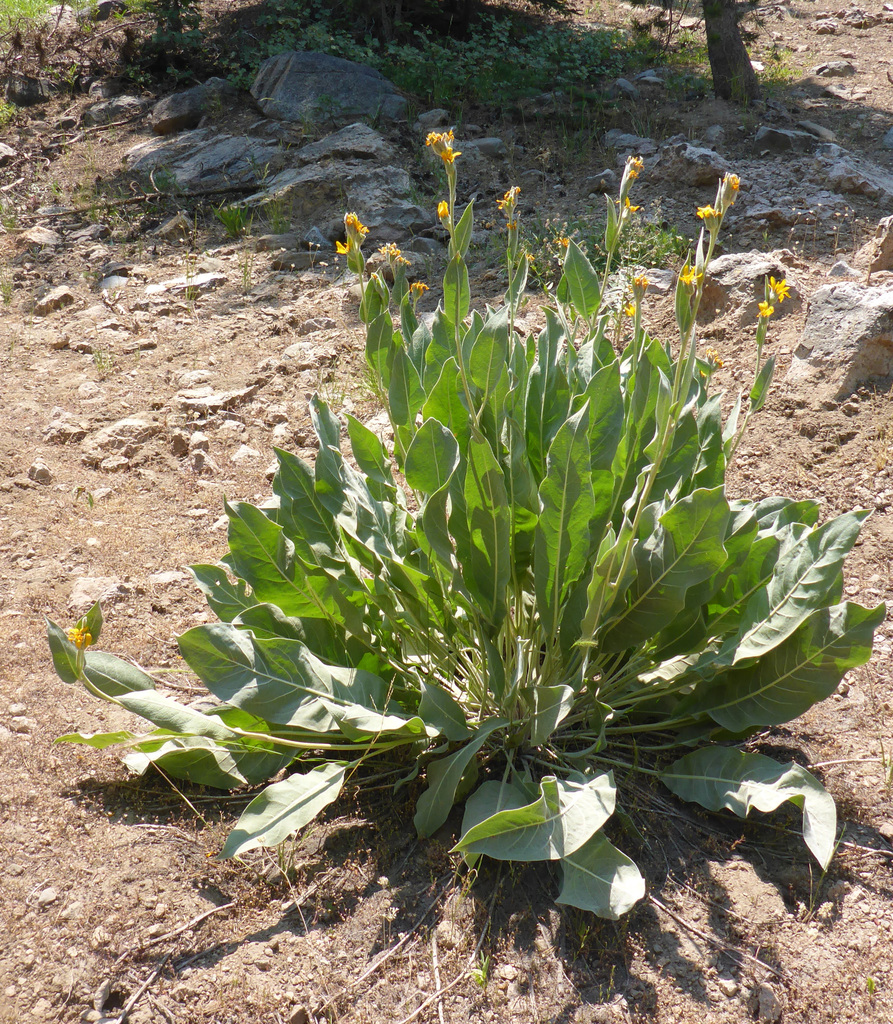woolly mule's ears from Nevada County, CA, USA on July 28, 2018 at 11: ...