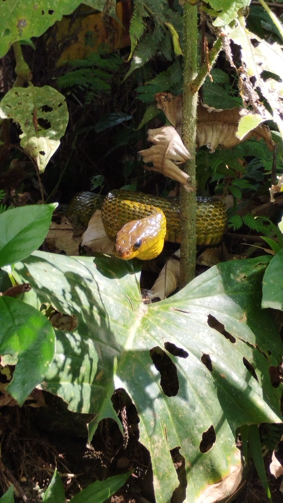 Amazon Puffing Snake from Villa Carmen Biological Station and Reserve ...