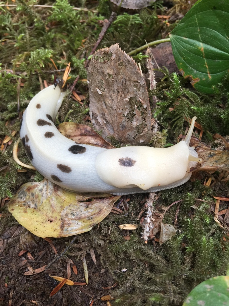 Pacific Banana Slug from Clallam County, US-WA, US on July 26, 2018 at ...
