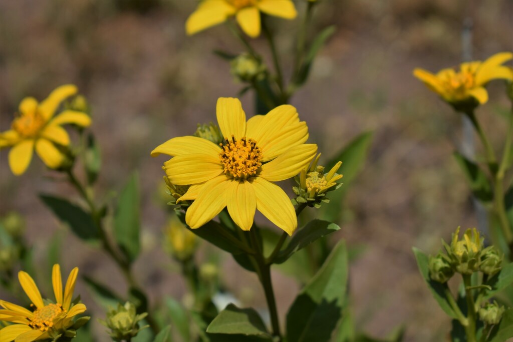 Flourensia thurifera from Parque Carén, Pudahuel, Región Metropolitana ...