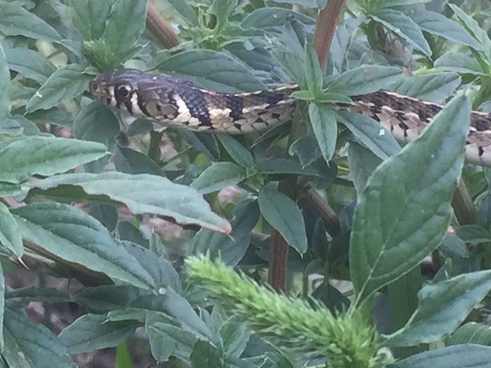 Checkered Garter Snake from Marcy Dr, Borger, TX, US on August 16, 2022 ...