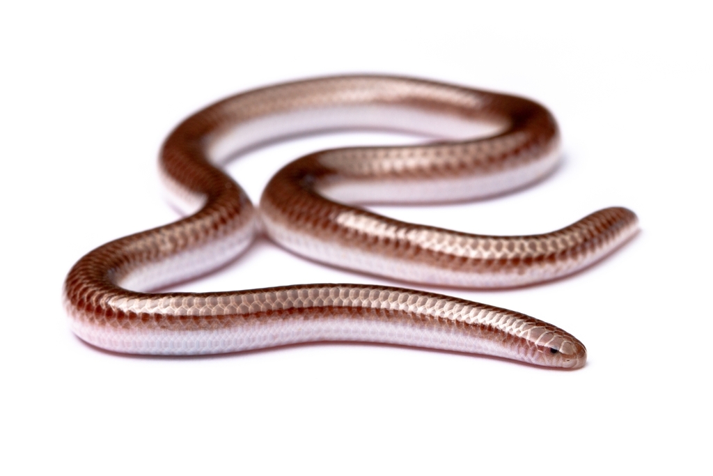 Brazilian Blind Snake from Mambaí - GO, Brasil on August 11, 2022 at 01 ...