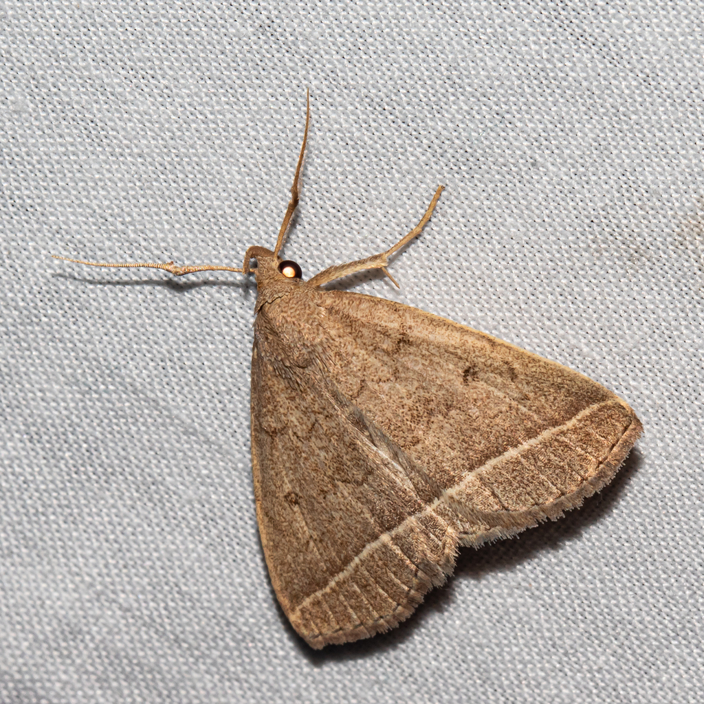 Yellowish Fan-foot from Cheshire, New Hampshire, United States on July ...