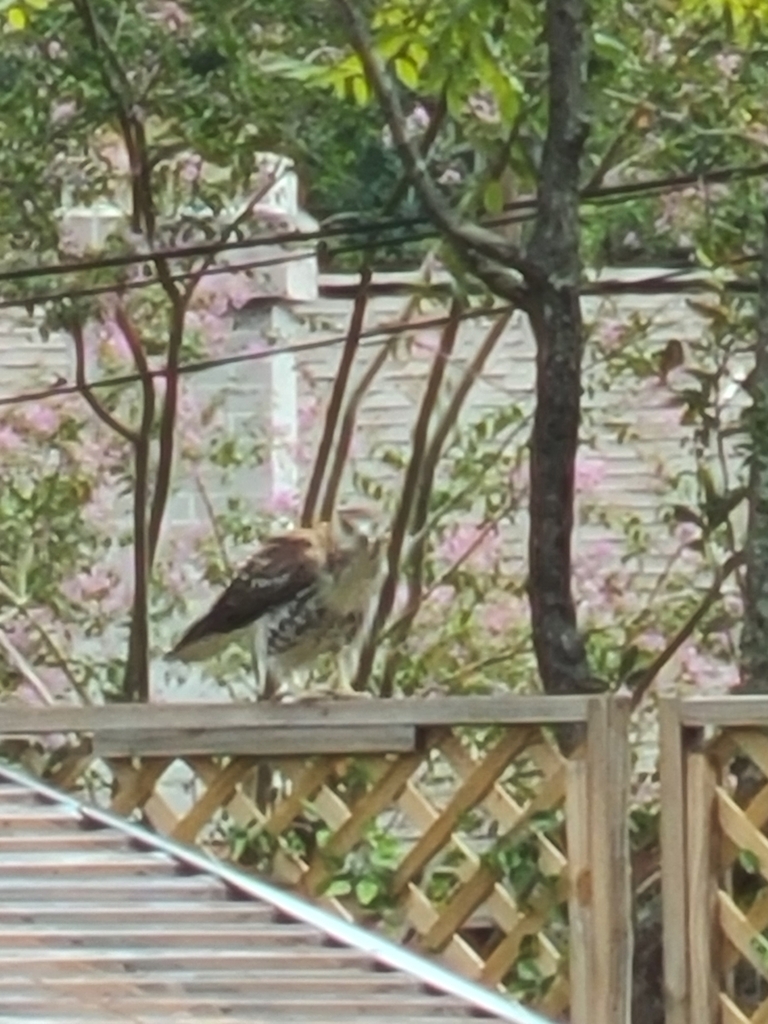 Eastern Red-tailed Hawk from Mandeville, LA 70471, USA on August 11 ...